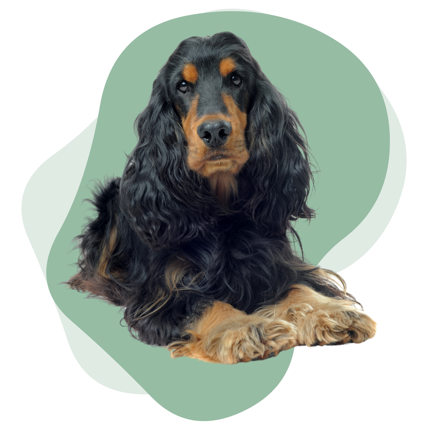 Unleashed | Wadebridge's Secure Dog Meadow