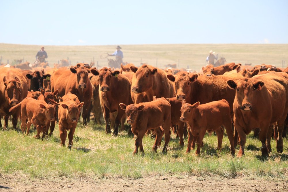 Cows in Control Bred Cattle Marketing