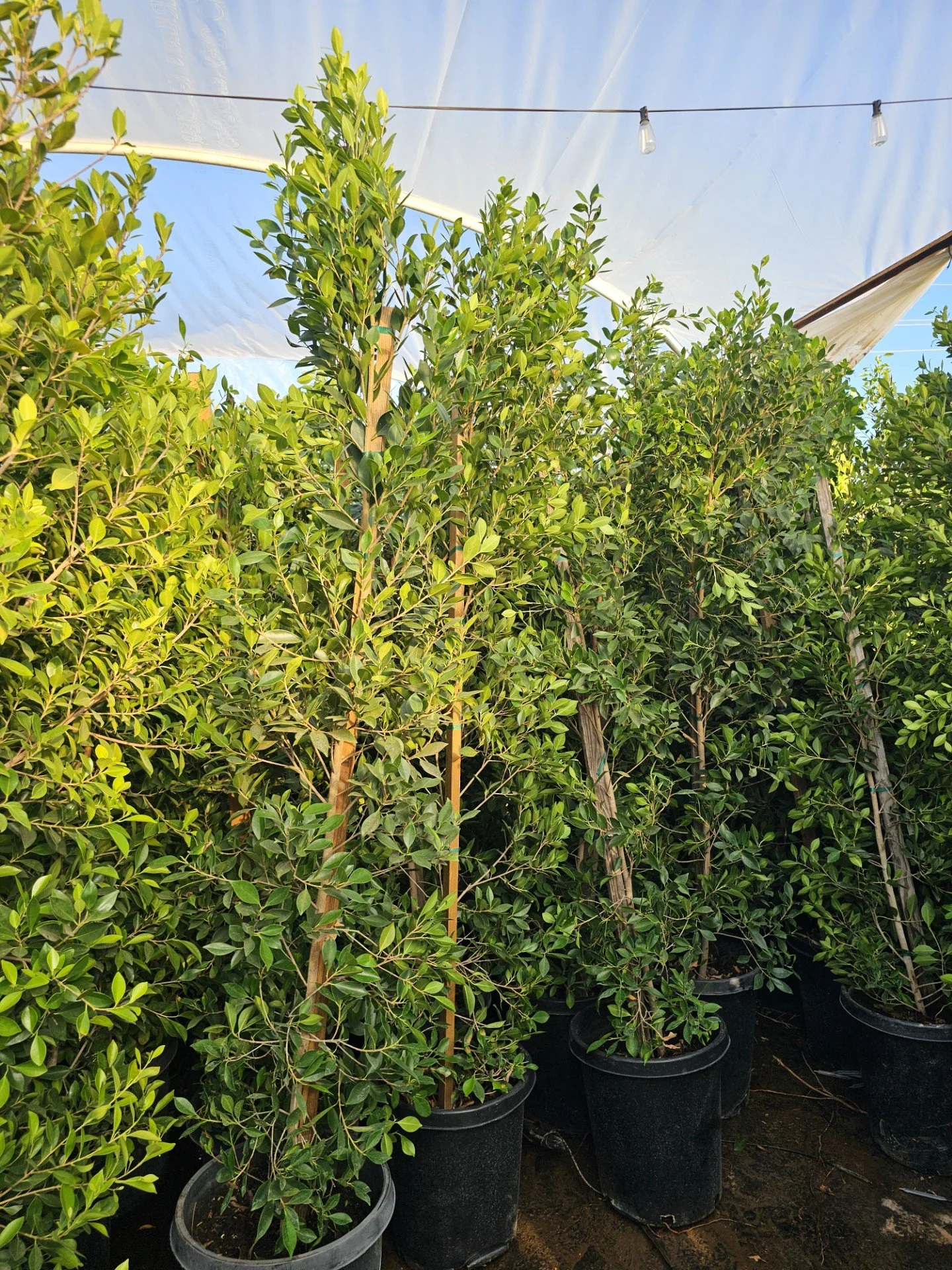 Leo's Tree Nursery