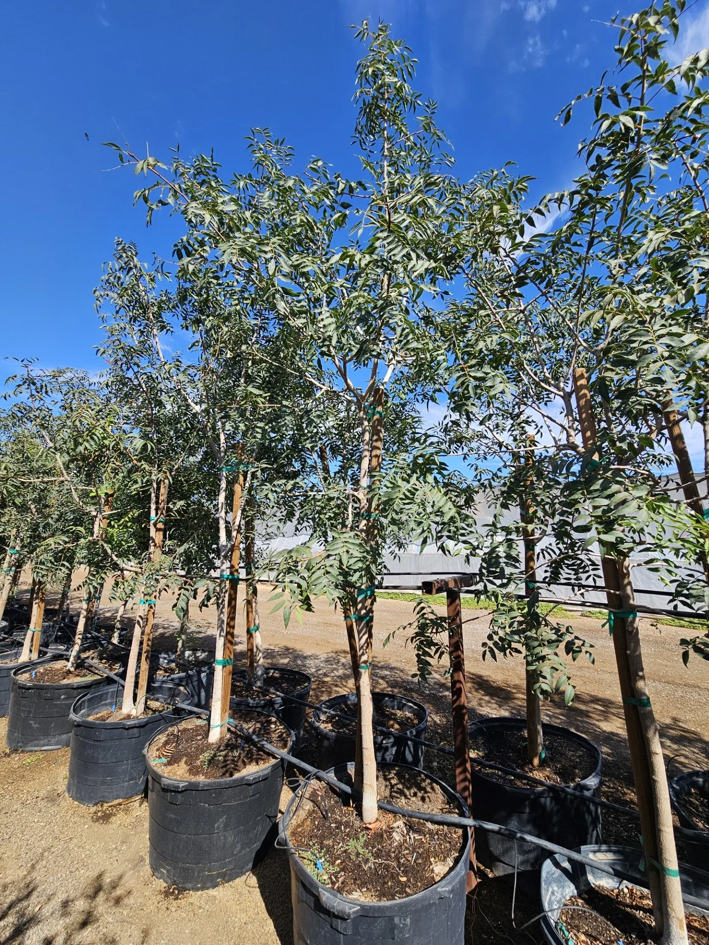 Leo's Tree Nursery