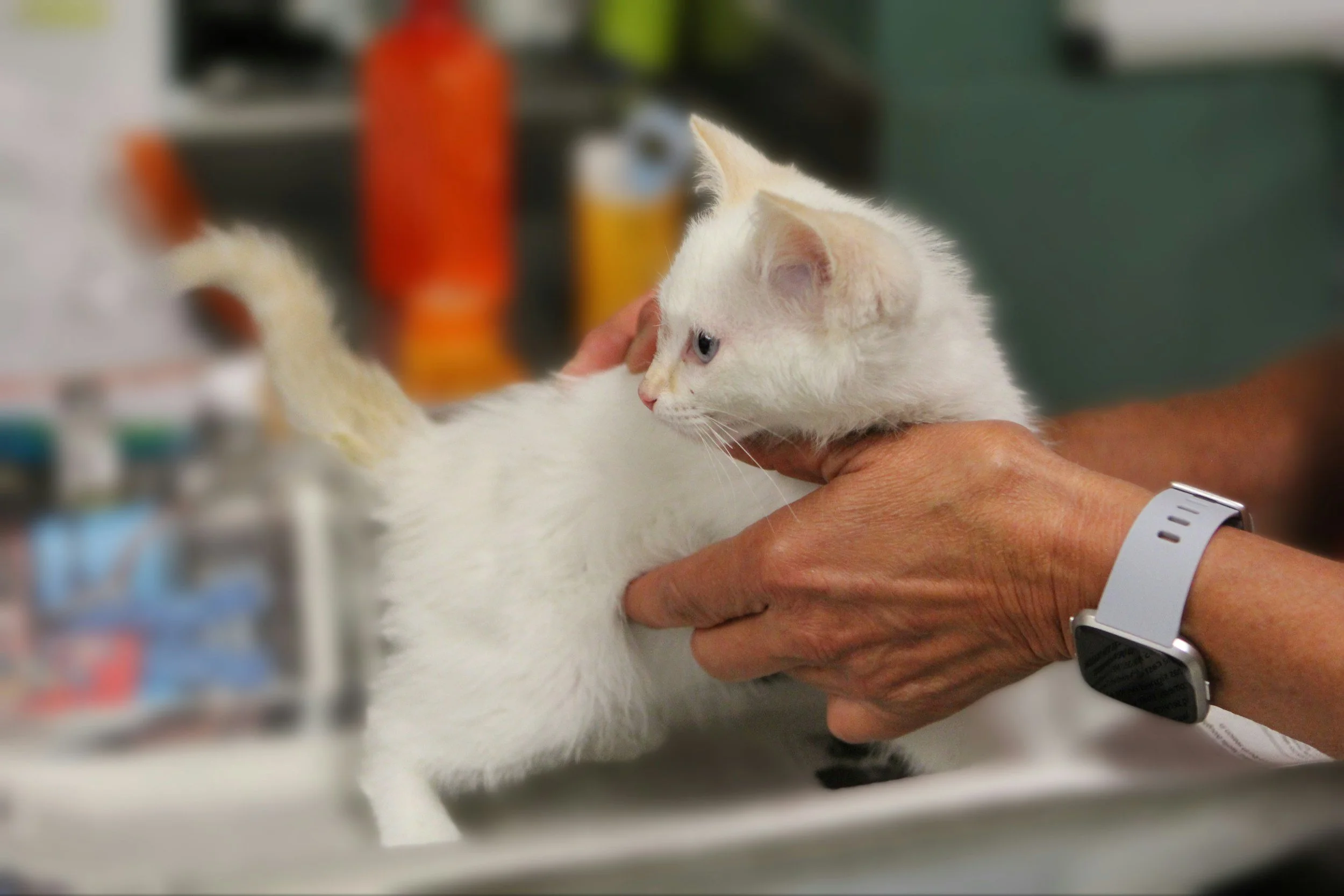 Detailed Price List and Pricing Information — Hill Park Vets