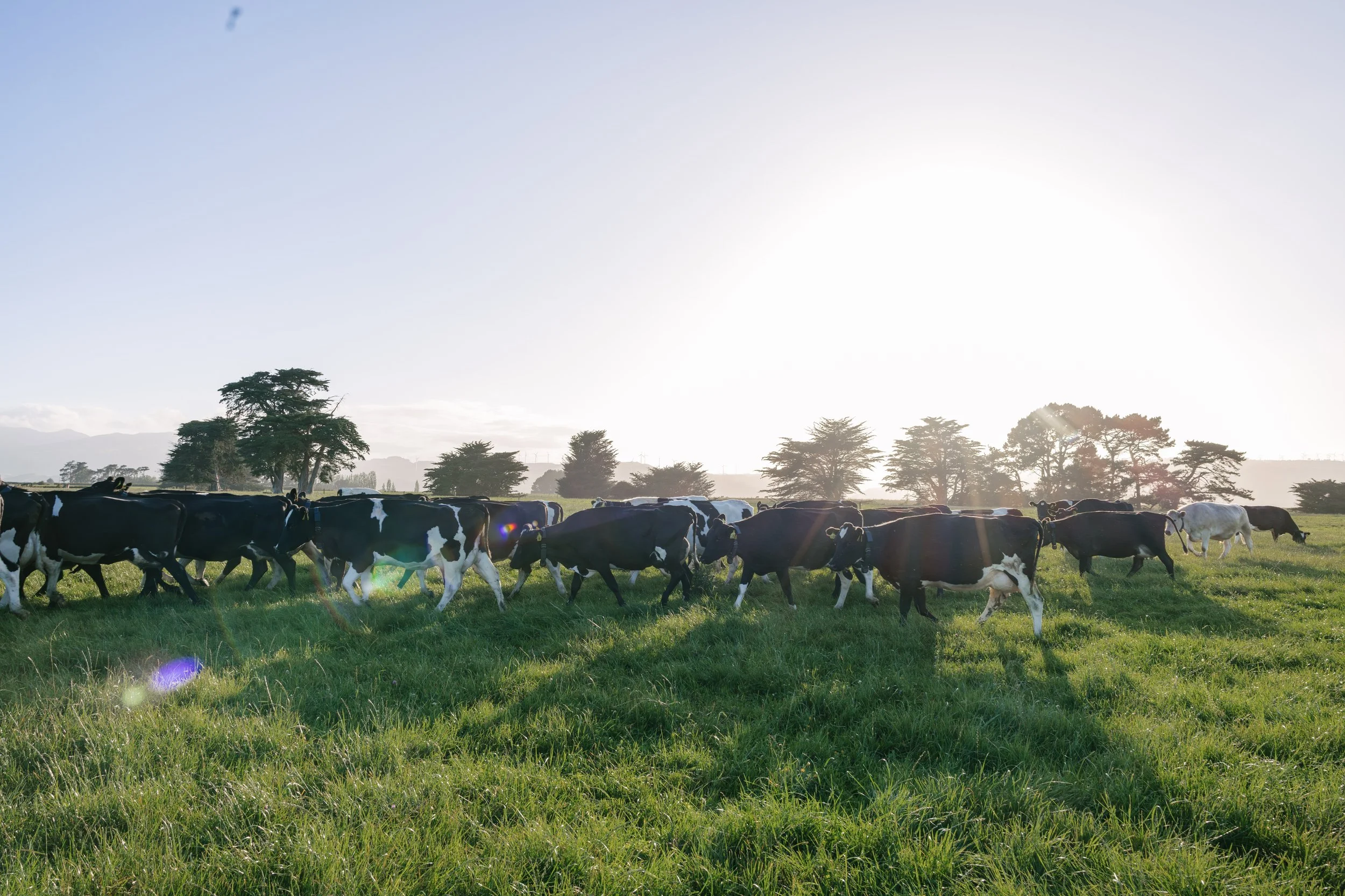 Conference Programme — 4th Precision Dairy Farming Conference ...