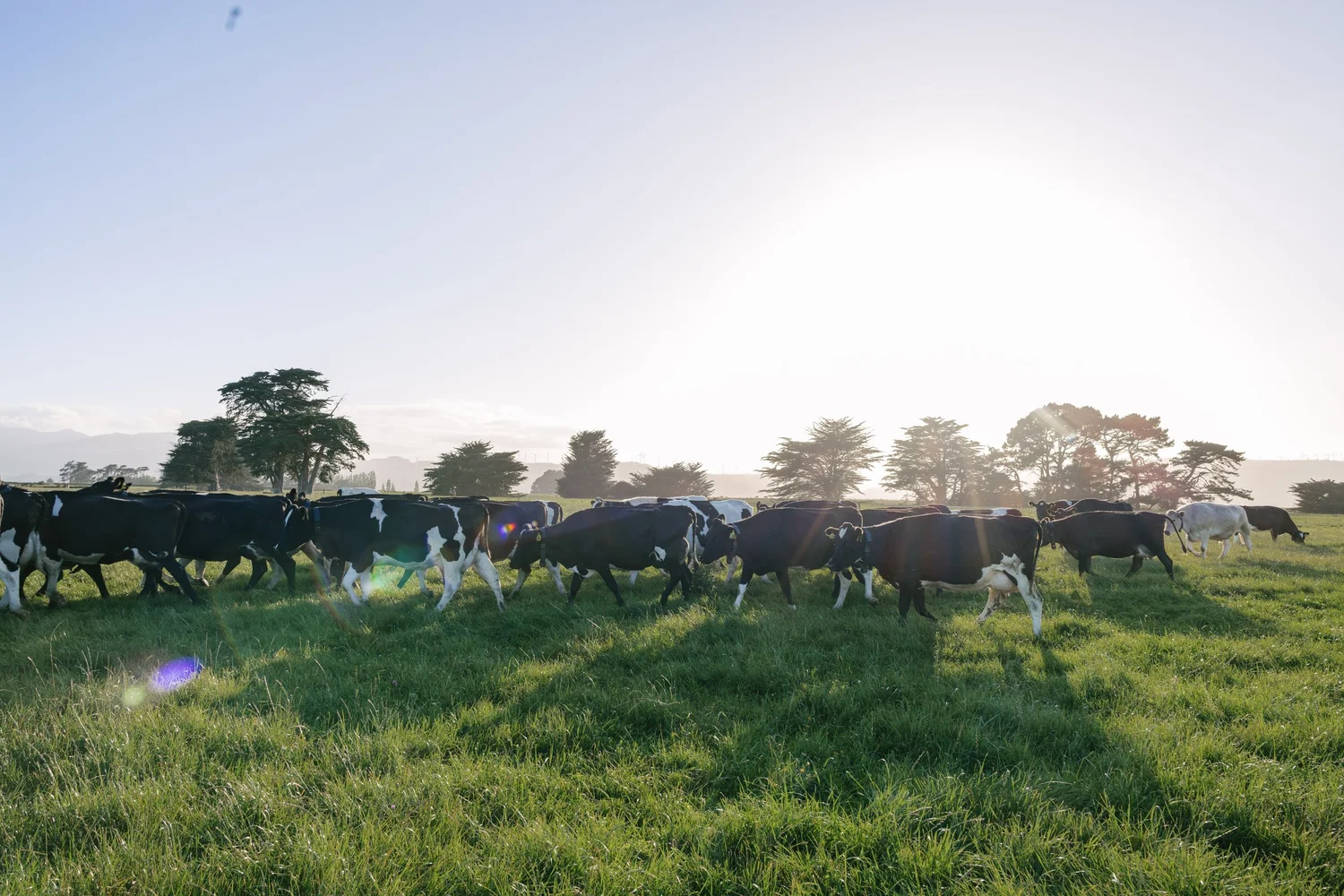 Conference Programme — 4th Precision Dairy Farming Conference ...