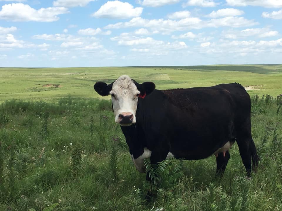 Creekside Land and Cattle | High-Quality Local Beef & Pork | Seasonings ...