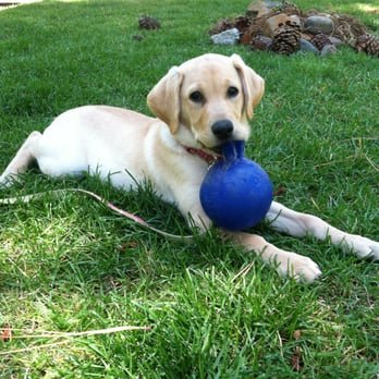 Gallery 3 — Diamond P Labradors