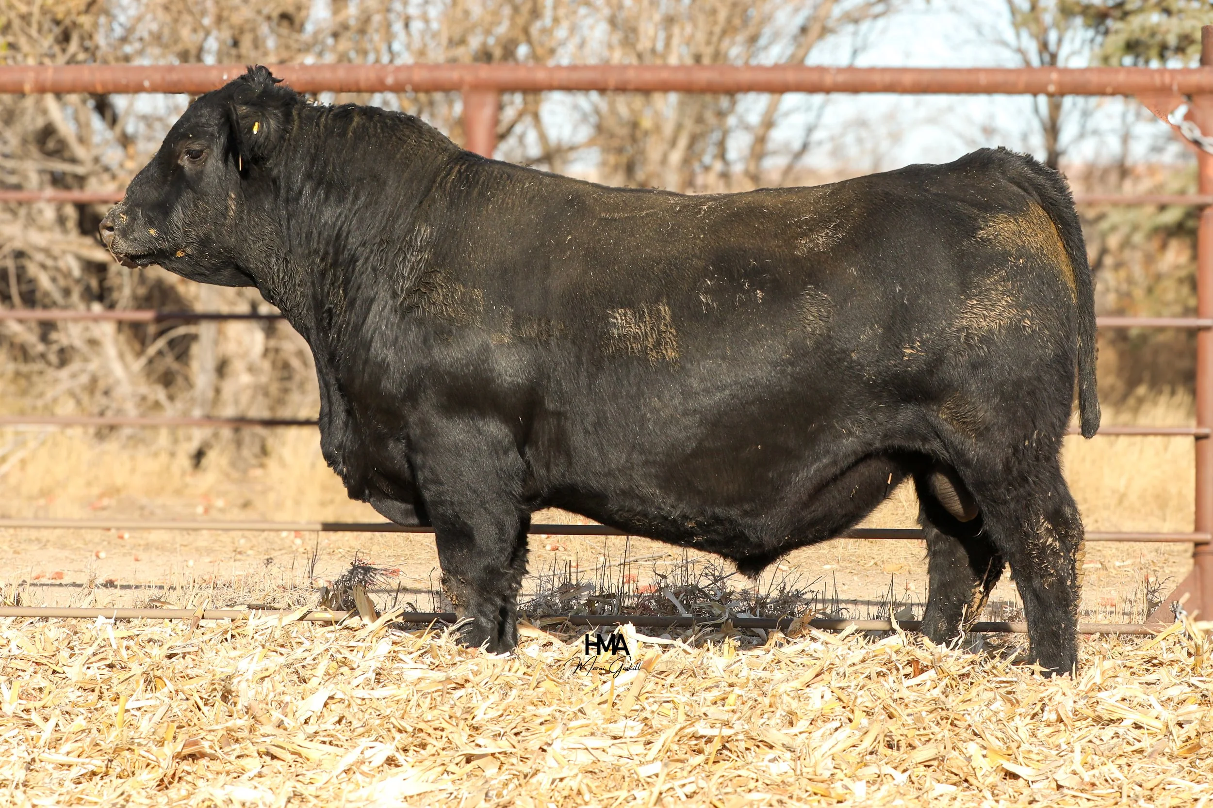 Private Treaty Bull Sale — Steppler Ranch