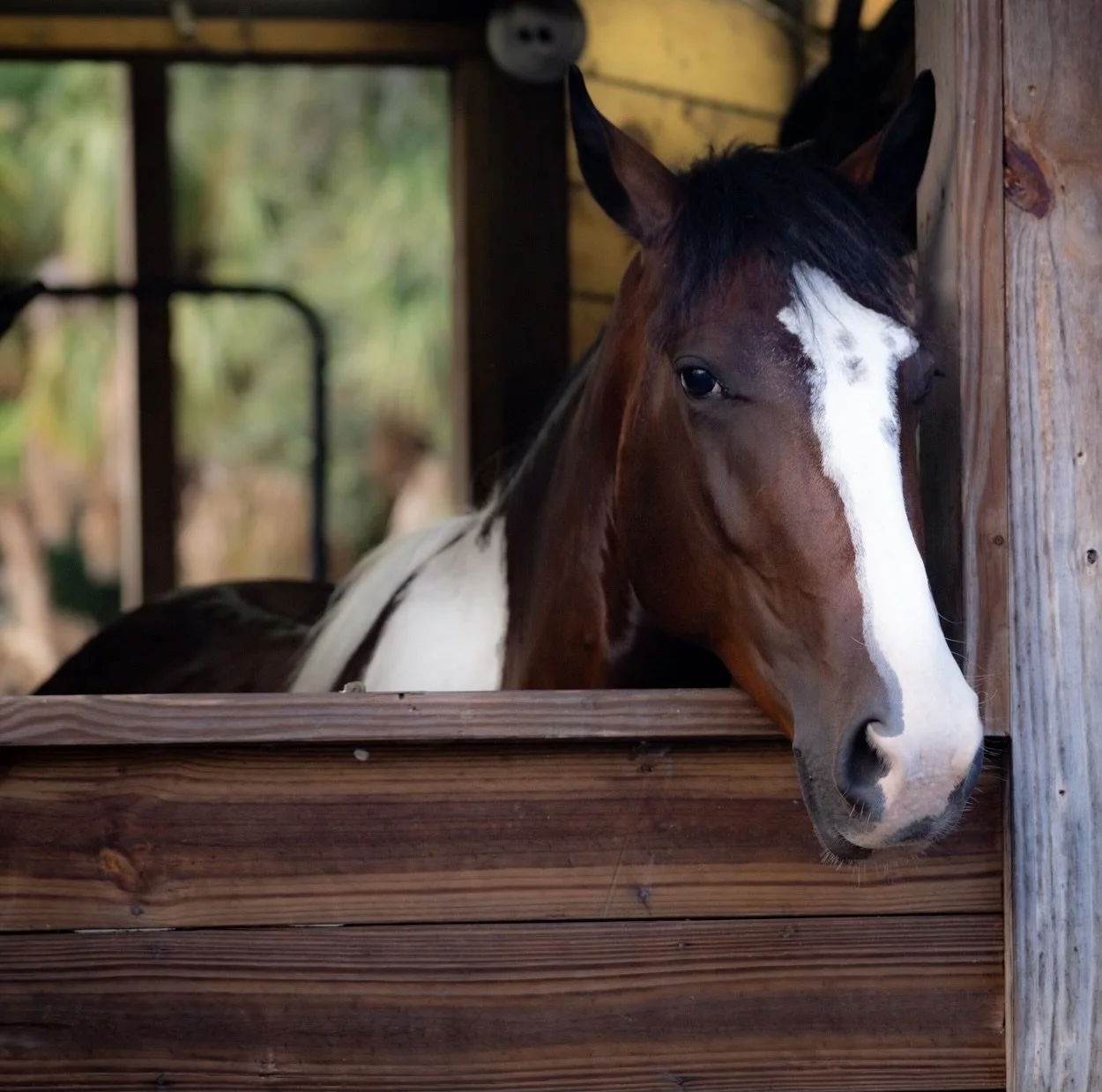 Meet our Rescues — The Painted Horse Rescue