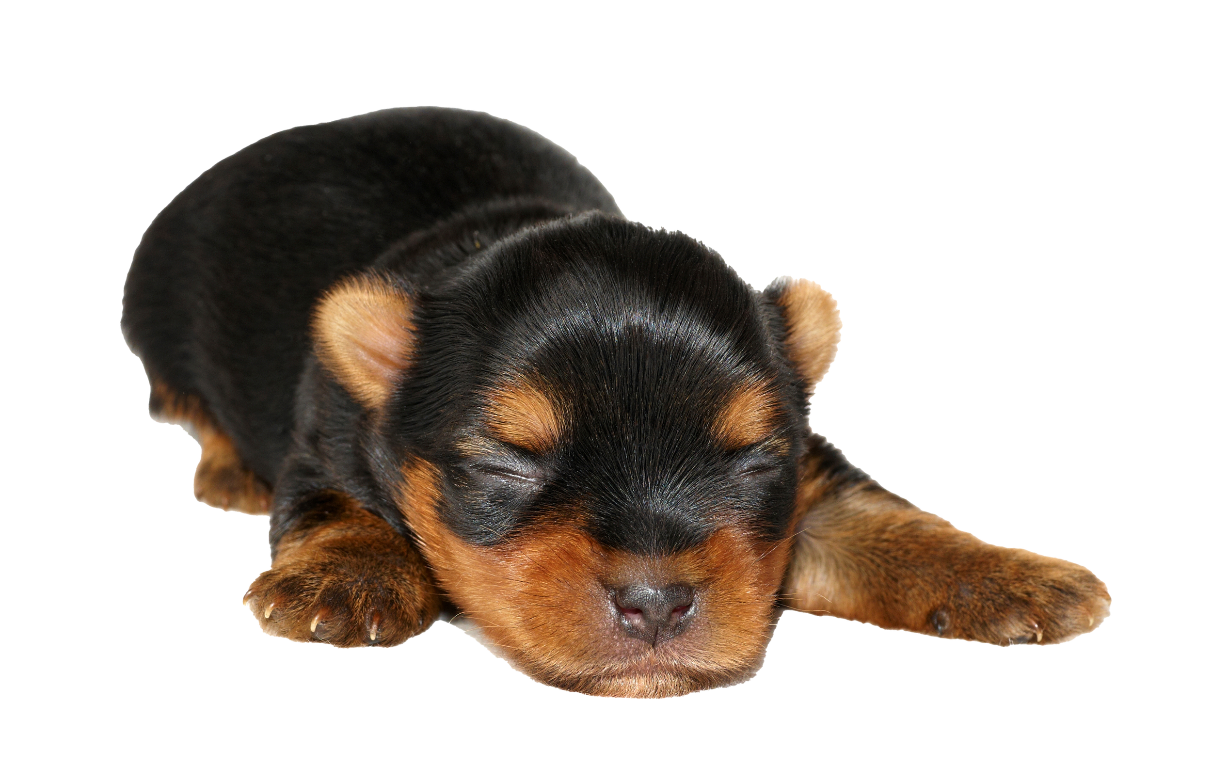 The Yorkshire Terrier Club of America