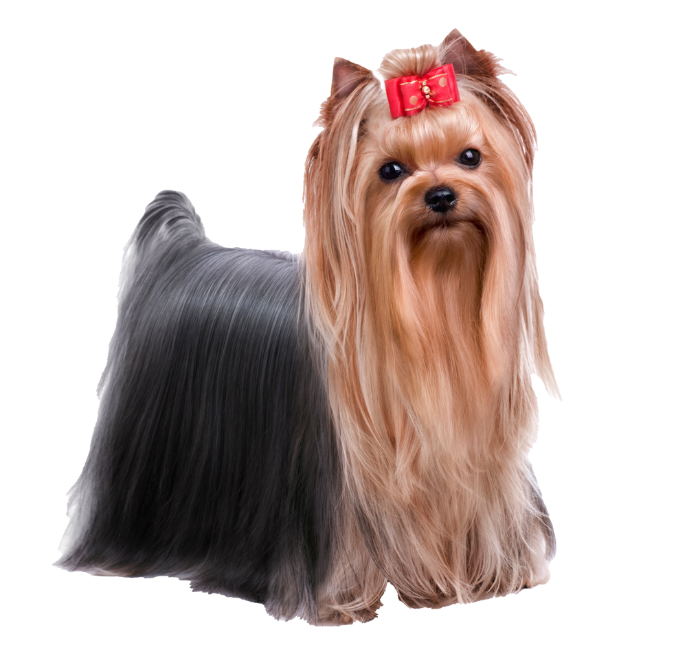 The Yorkshire Terrier Club of America