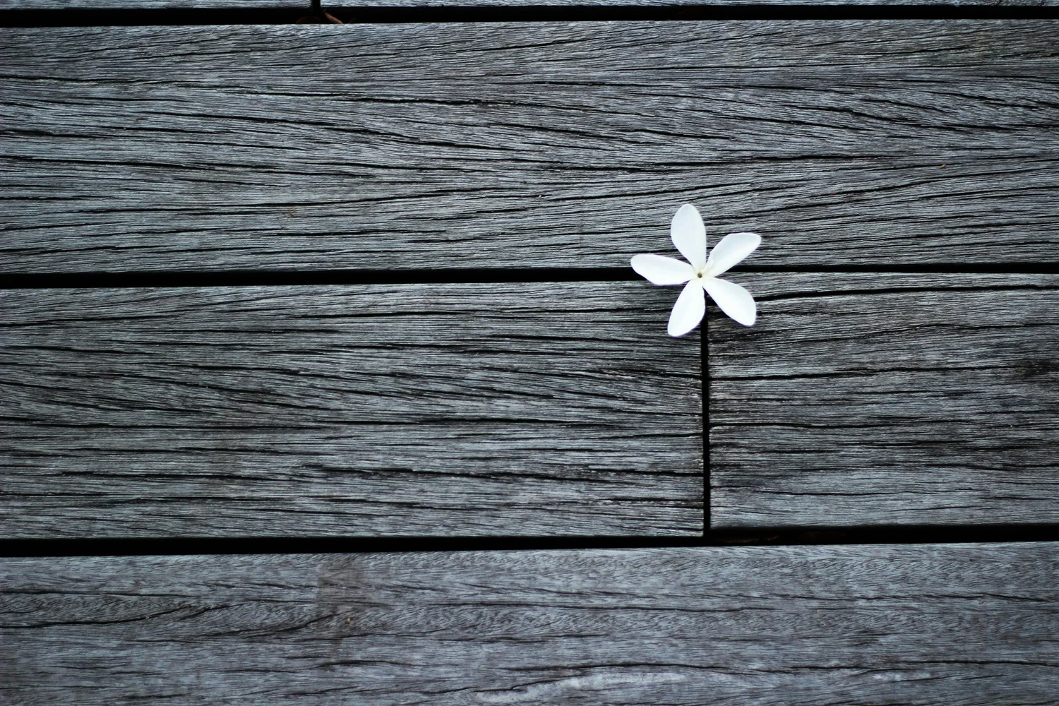 Composition: The Art of Arranging Elements in Photography for Visual ...