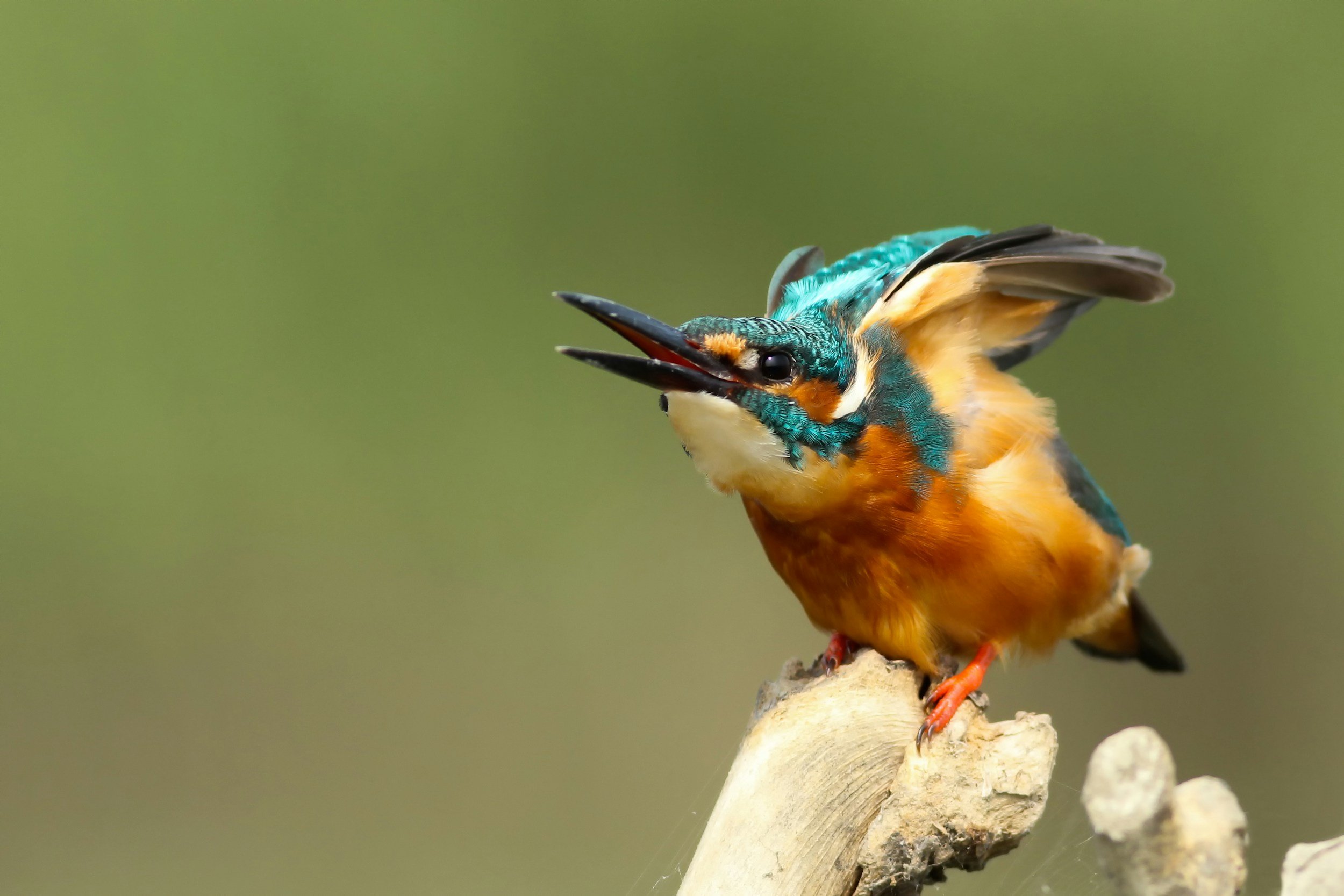 Depth in Photography: Master Techniques to Create Three-Dimensional ...