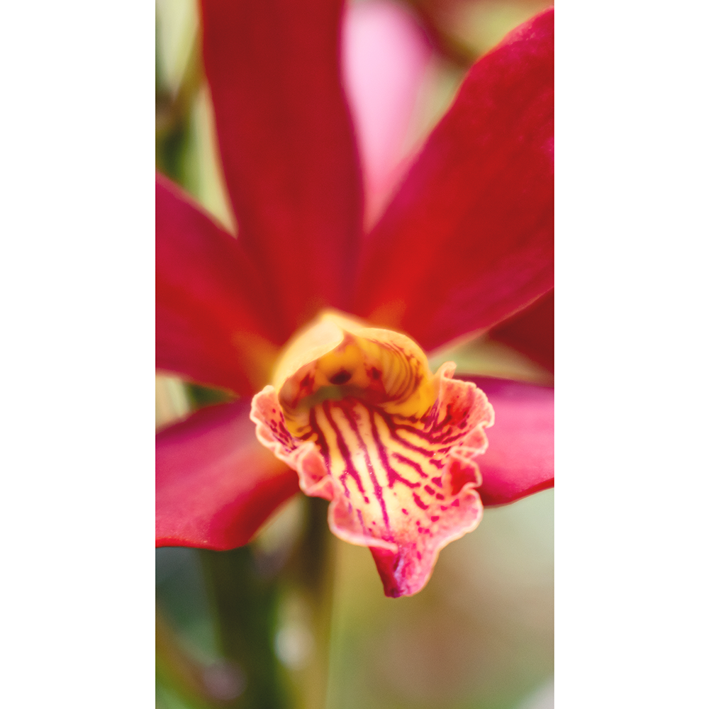 Orange Flower Dancing Orchid Vertical Format — Virtual Background Images
