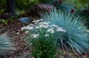 Xeriscaping Specialists in Boulder County, Colorado — Boulder Landscape ...