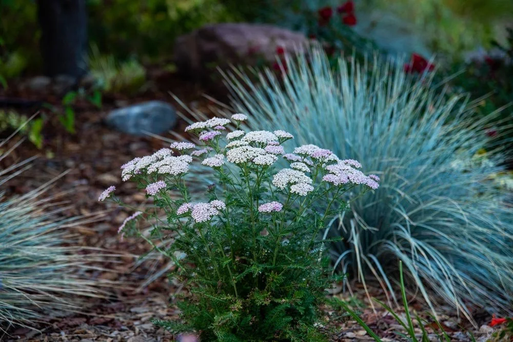 Xeriscaping Specialists in Boulder County, Colorado — Boulder Landscape ...