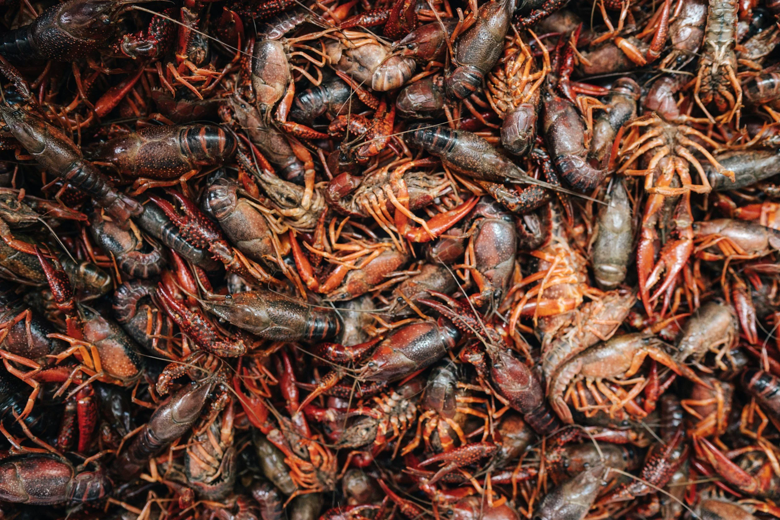 2026 Crawfish Season in New Orleans: Comprehensive Guide — ROUGAROU ...