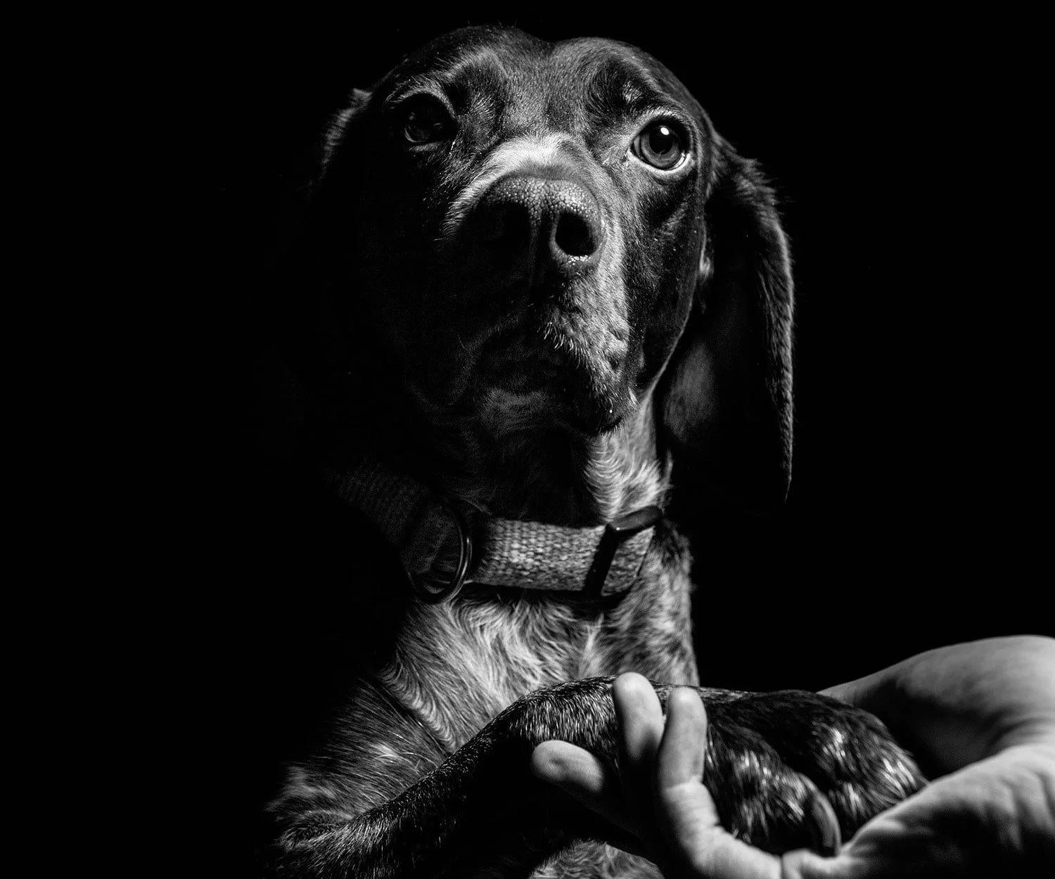 KINDRED | Pet Supplements, Treats and Legal CBD Oil for Pets