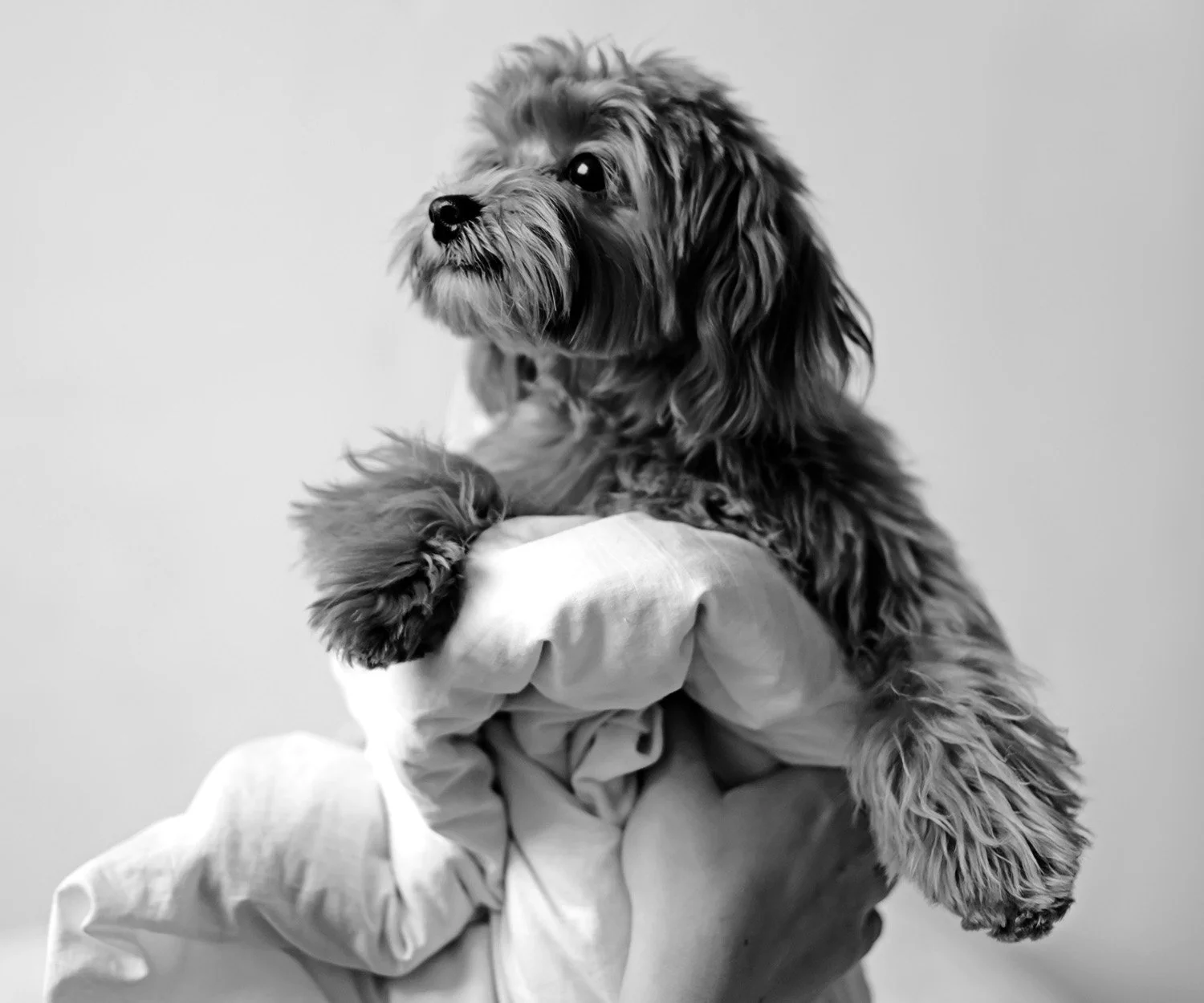 KINDRED | Pet Supplements, Treats and Legal CBD Oil for Pets