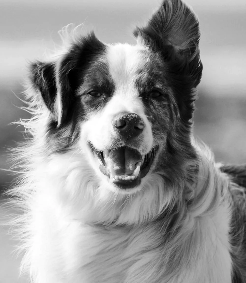 KINDRED | Pet CBD, Supplements and Treats | Australia's best