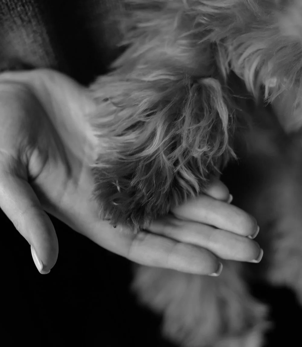 KINDRED | Pet CBD, Supplements and Treats | Australia's best
