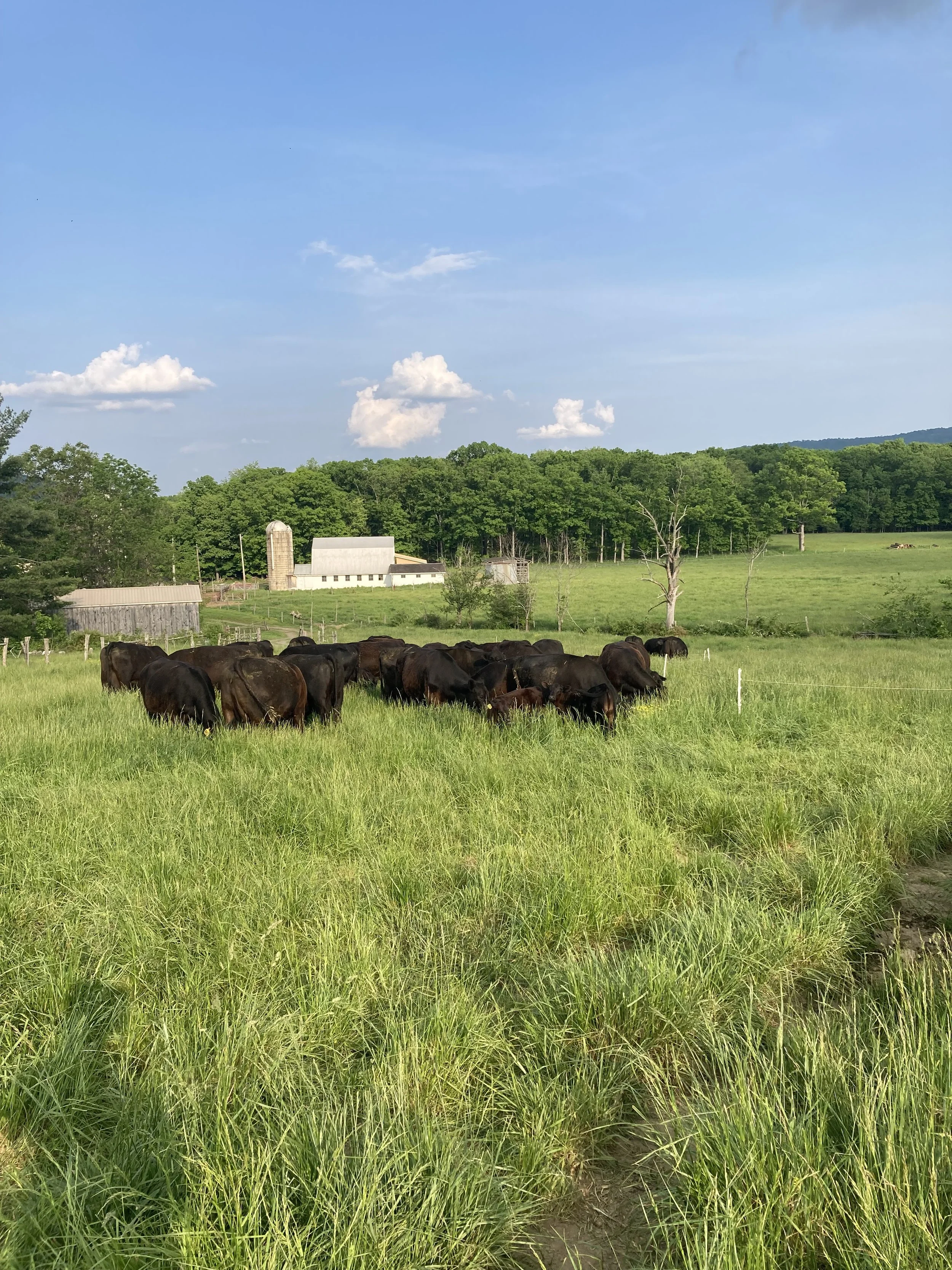About | Family-Owned & Operated — Leaning Pine Farm