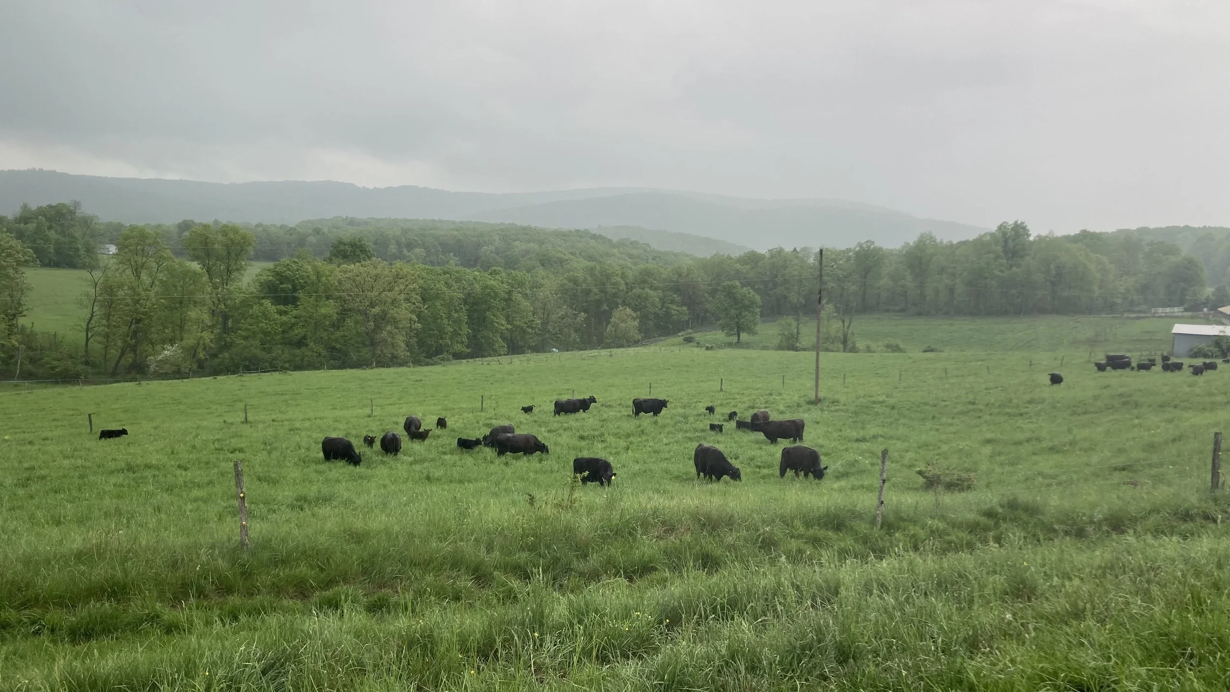 Practices | Innovative Agriculture — Leaning Pine Farm