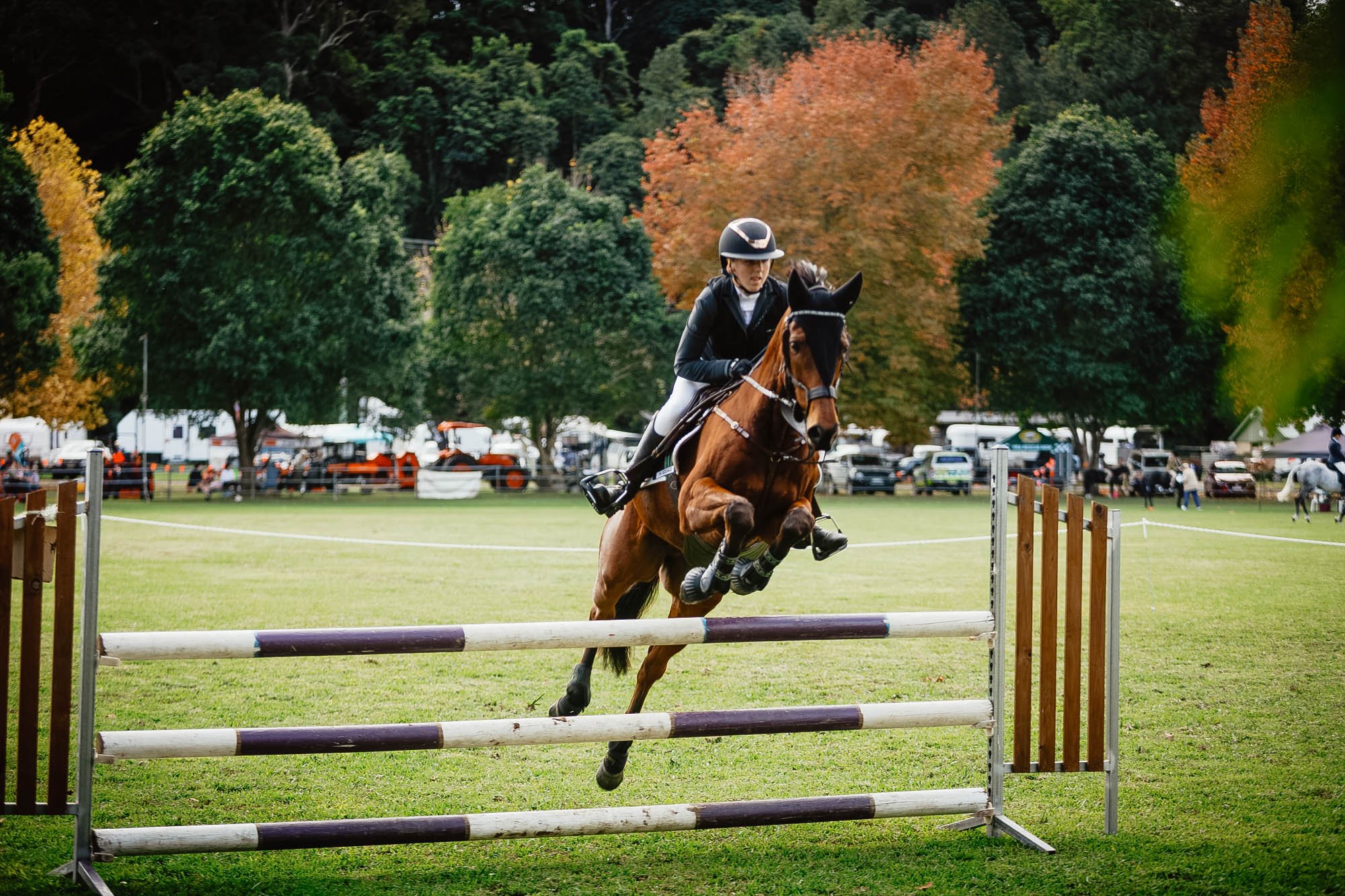 Horses — Bellingen Show