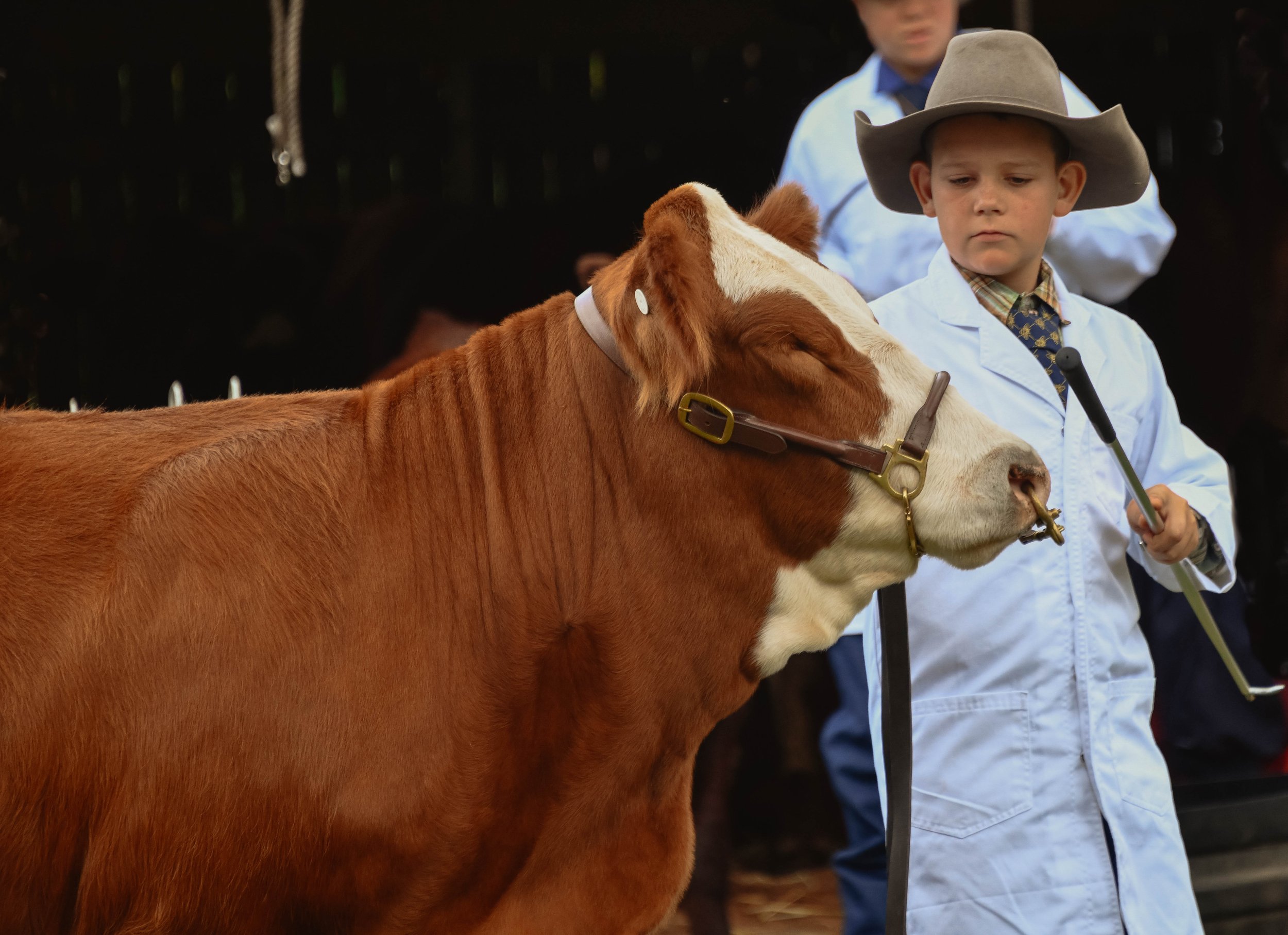 Cattle — Bellingen Show