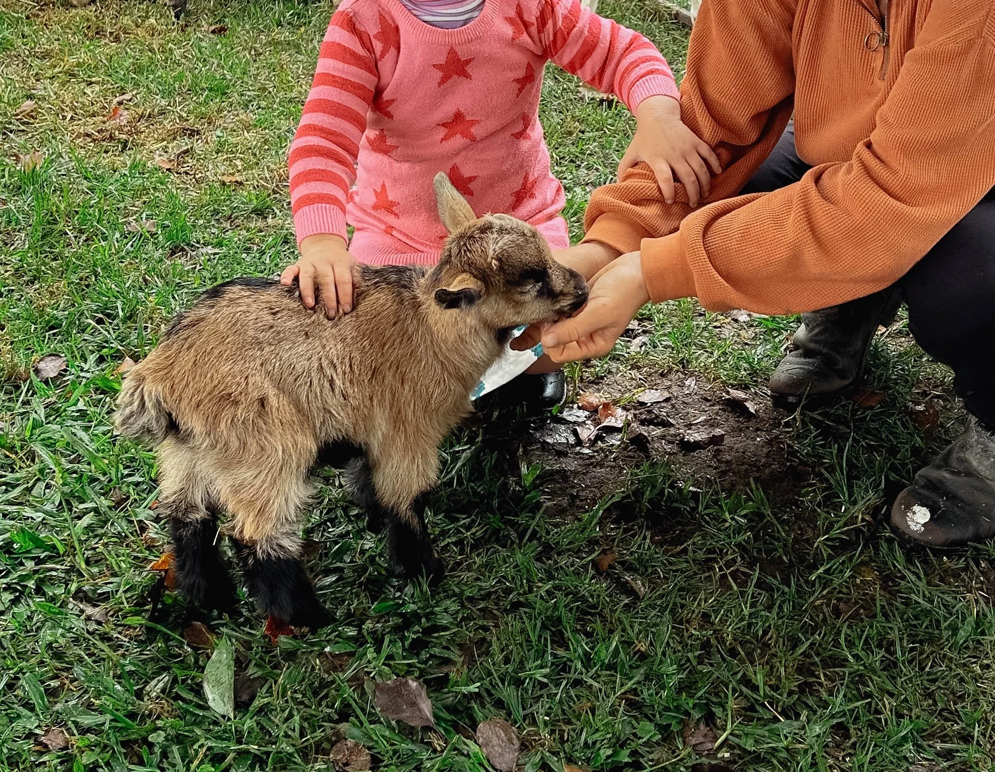 Bellingen Show