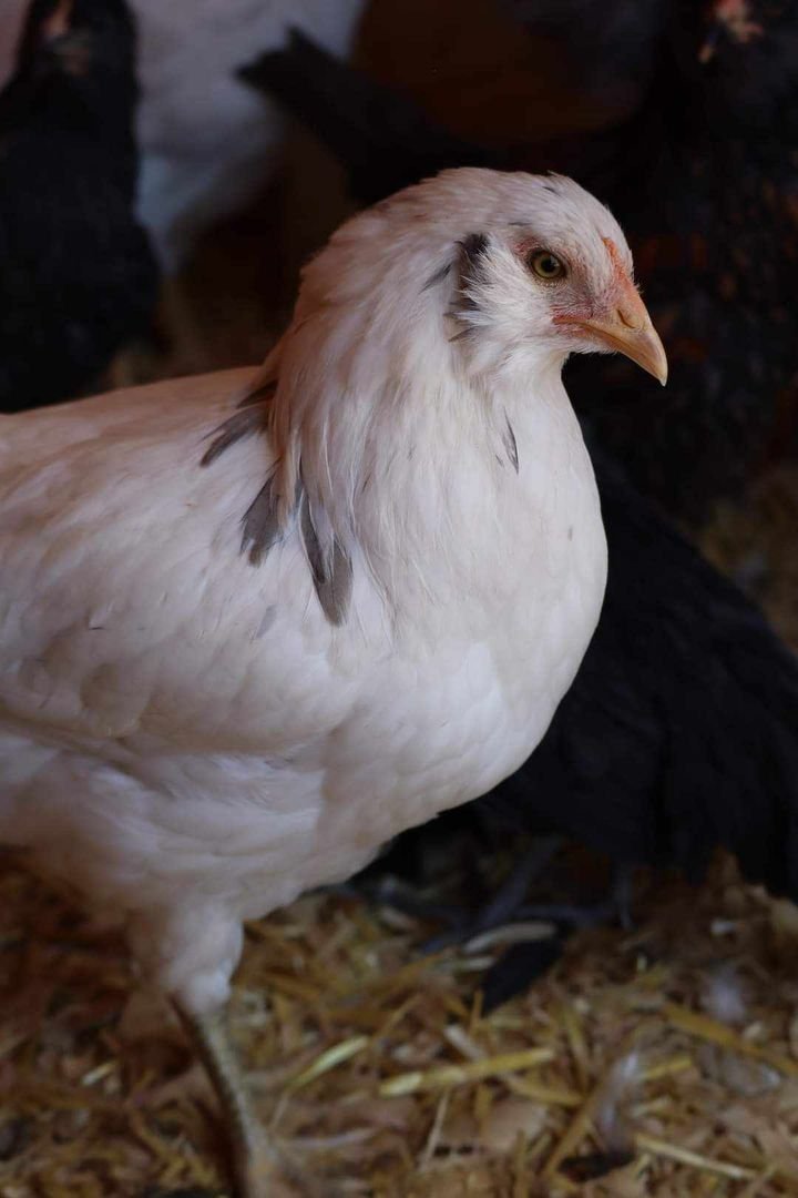 Contact — Newton's Hatchery and Chicken Farm