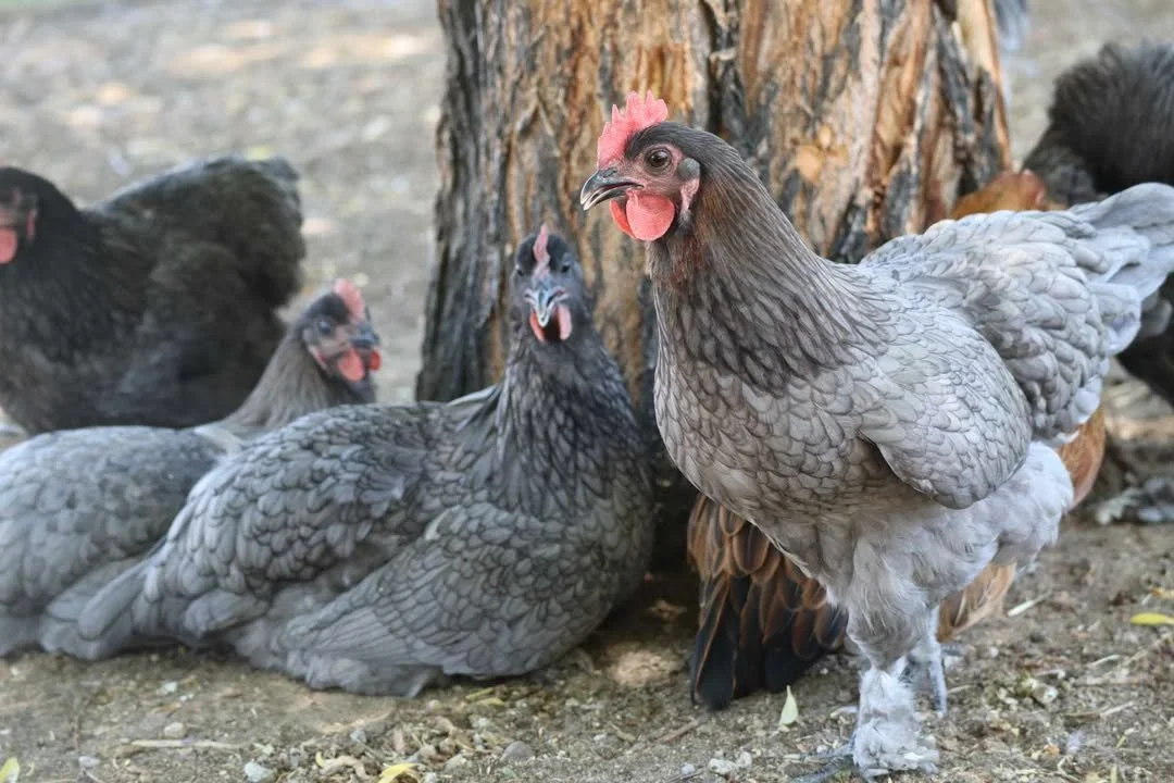 Outdoor Ready Pullets — Newton's Hatchery and Chicken Farm
