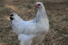 Outdoor Ready Pullets — Newton's Hatchery and Chicken Farm