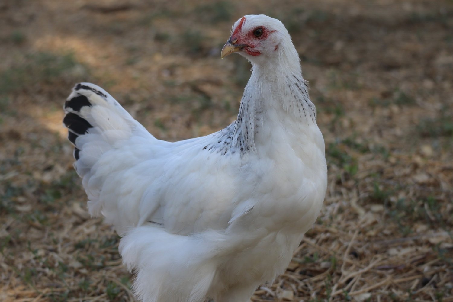 Outdoor Ready Pullets — Newton's Hatchery and Chicken Farm