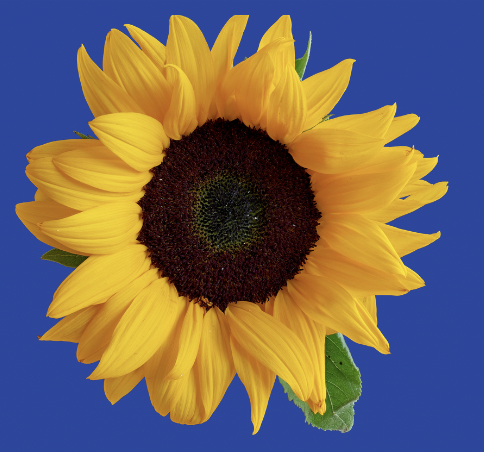 TheArtBarn Virtual Farm Field Trips for Everyone | Discover Farm Fun Today