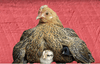 TheArtBarn Virtual Farm Field Trips for Everyone | Discover Farm Fun Today