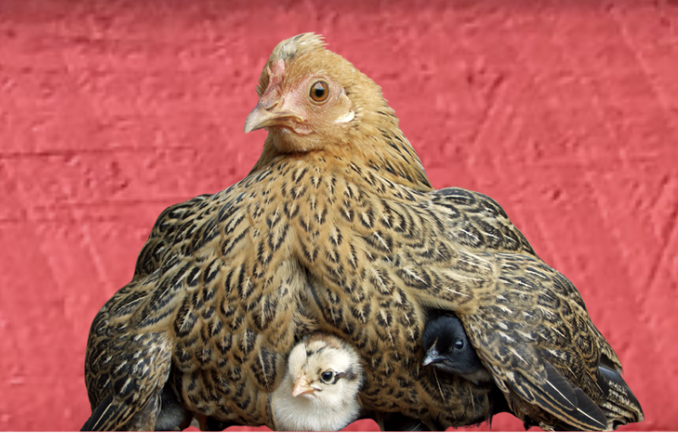 TheArtBarn Virtual Farm Field Trips for Everyone | Discover Farm Fun Today