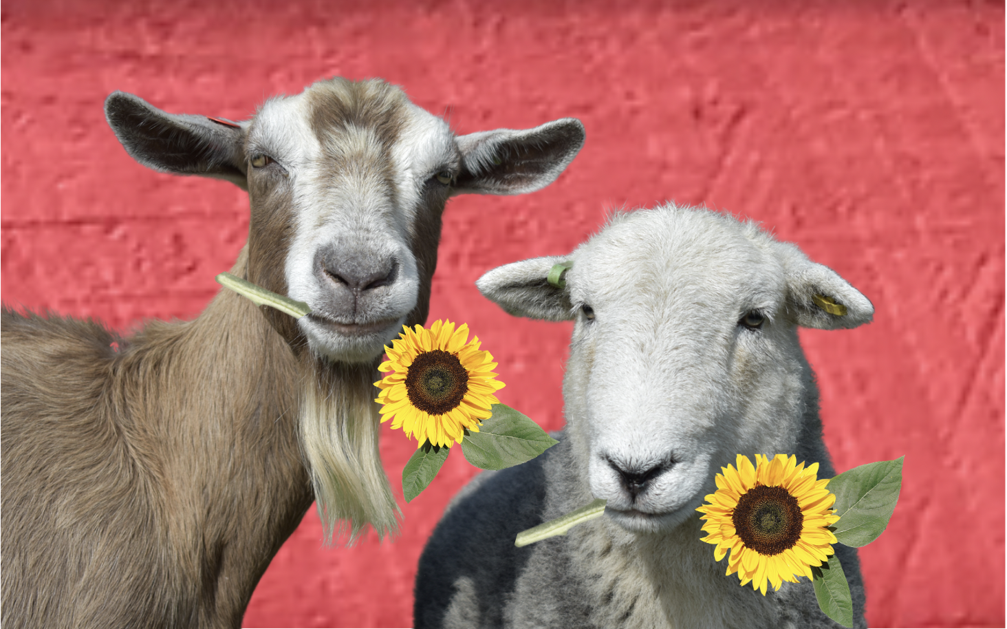 TheArtBarn Virtual Farm Field Trips for Everyone | Discover Farm Fun Today