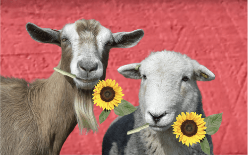 TheArtBarn Virtual Farm Field Trips for Everyone | Discover Farm Fun Today