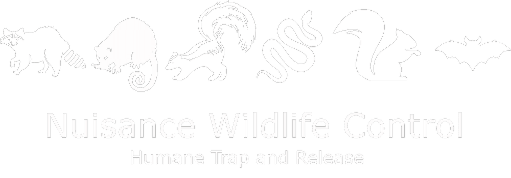 Nuisance Wildlife Control | Secure Your Property Today