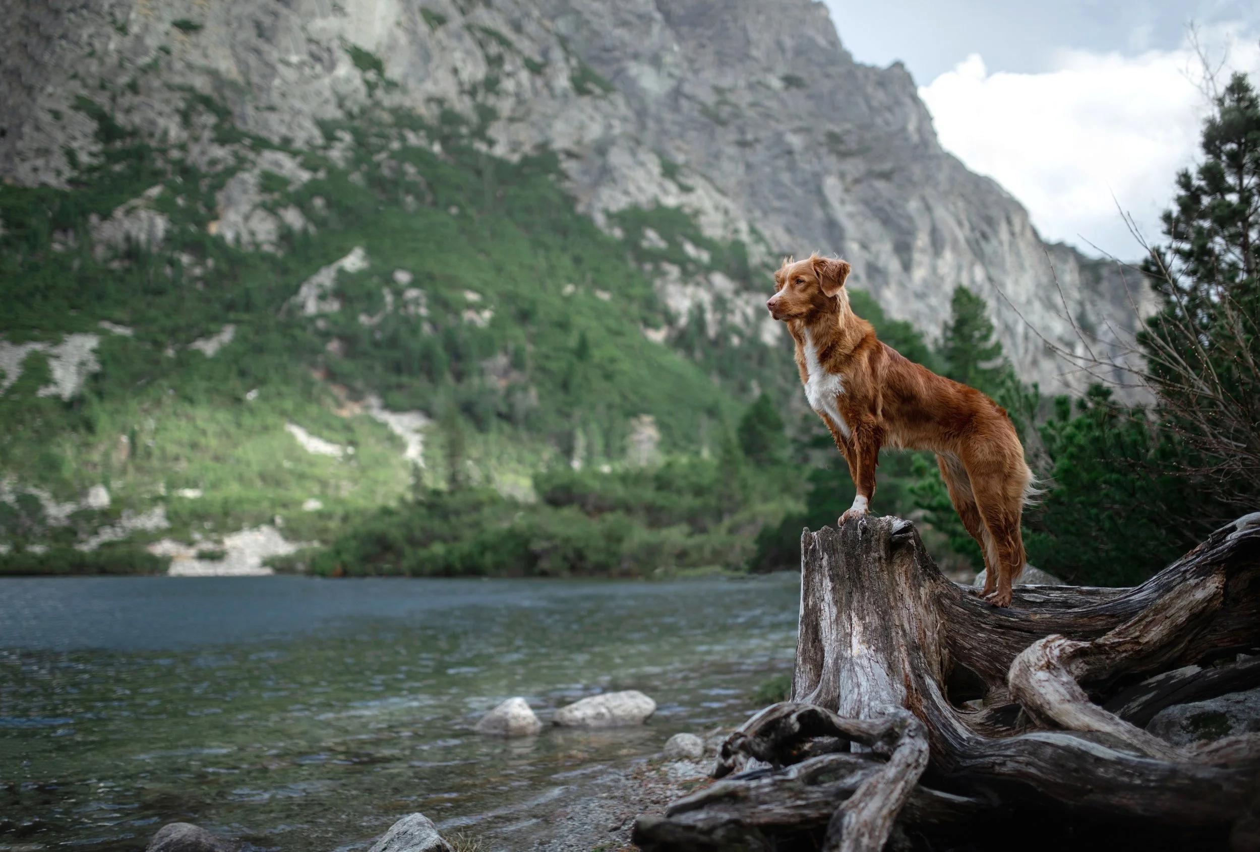 Cape Fearless Dog Training