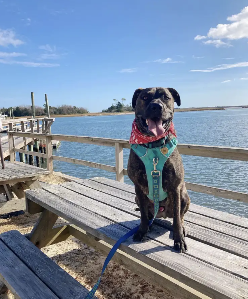 Cape Fearless Dog Training