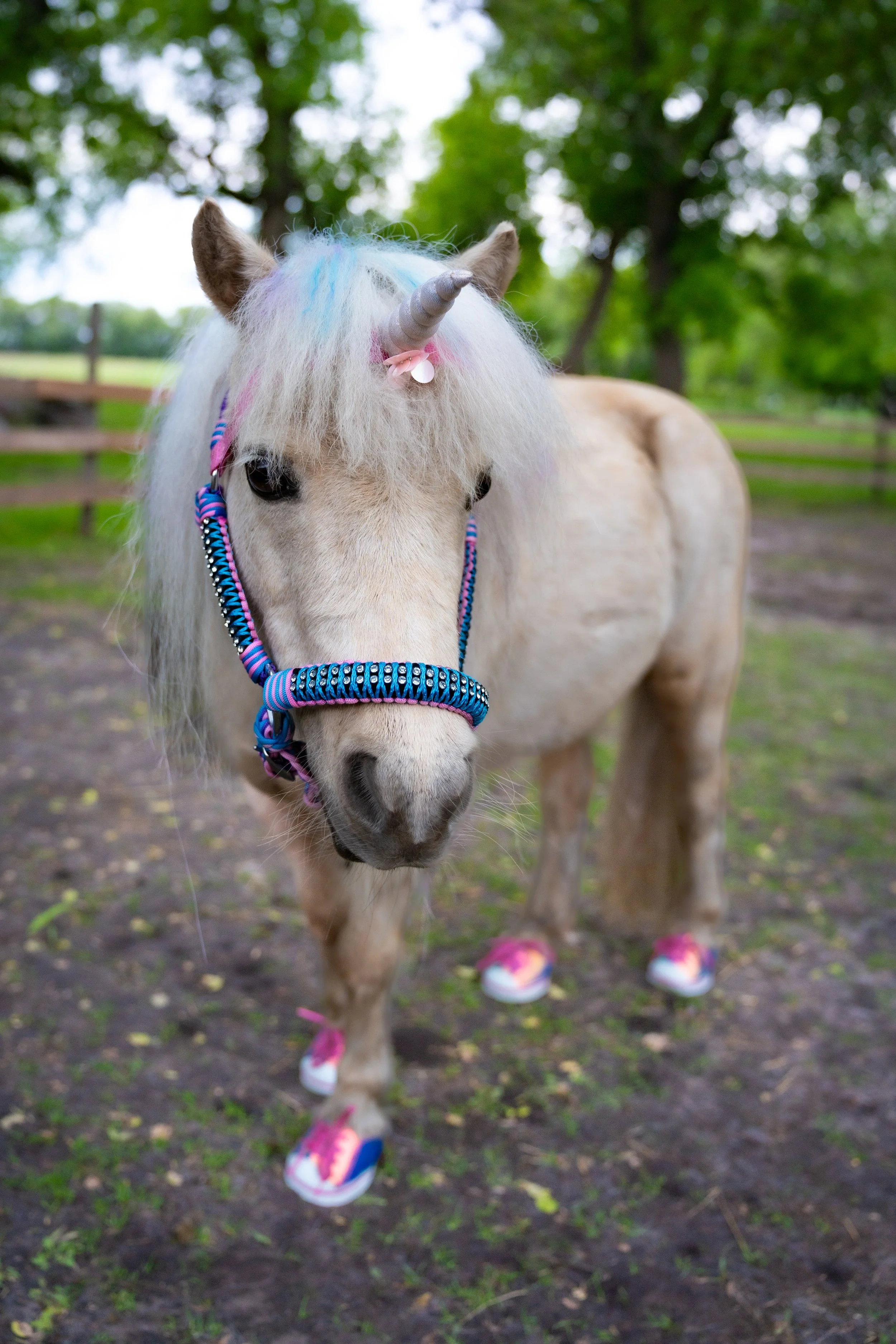 A Country Princess