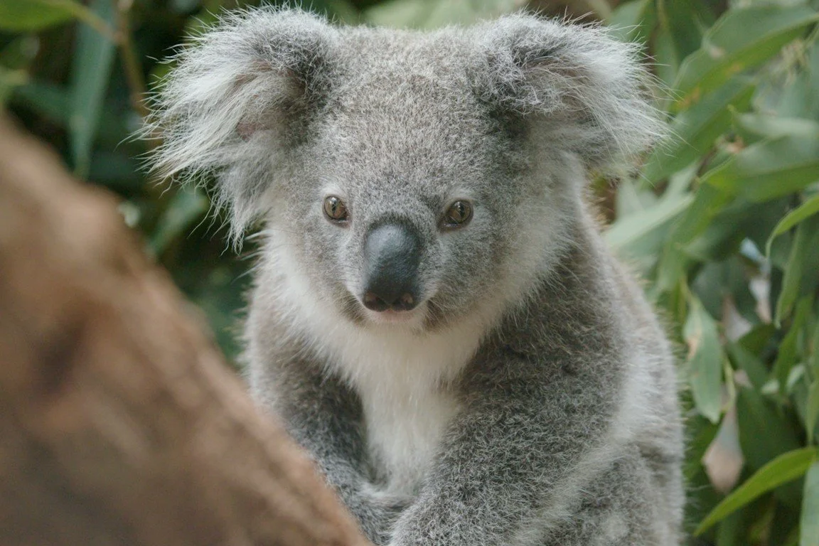 Gumbaynggirr Good Koala Country