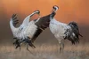 Crane Migration Radar — Sensing Clues
