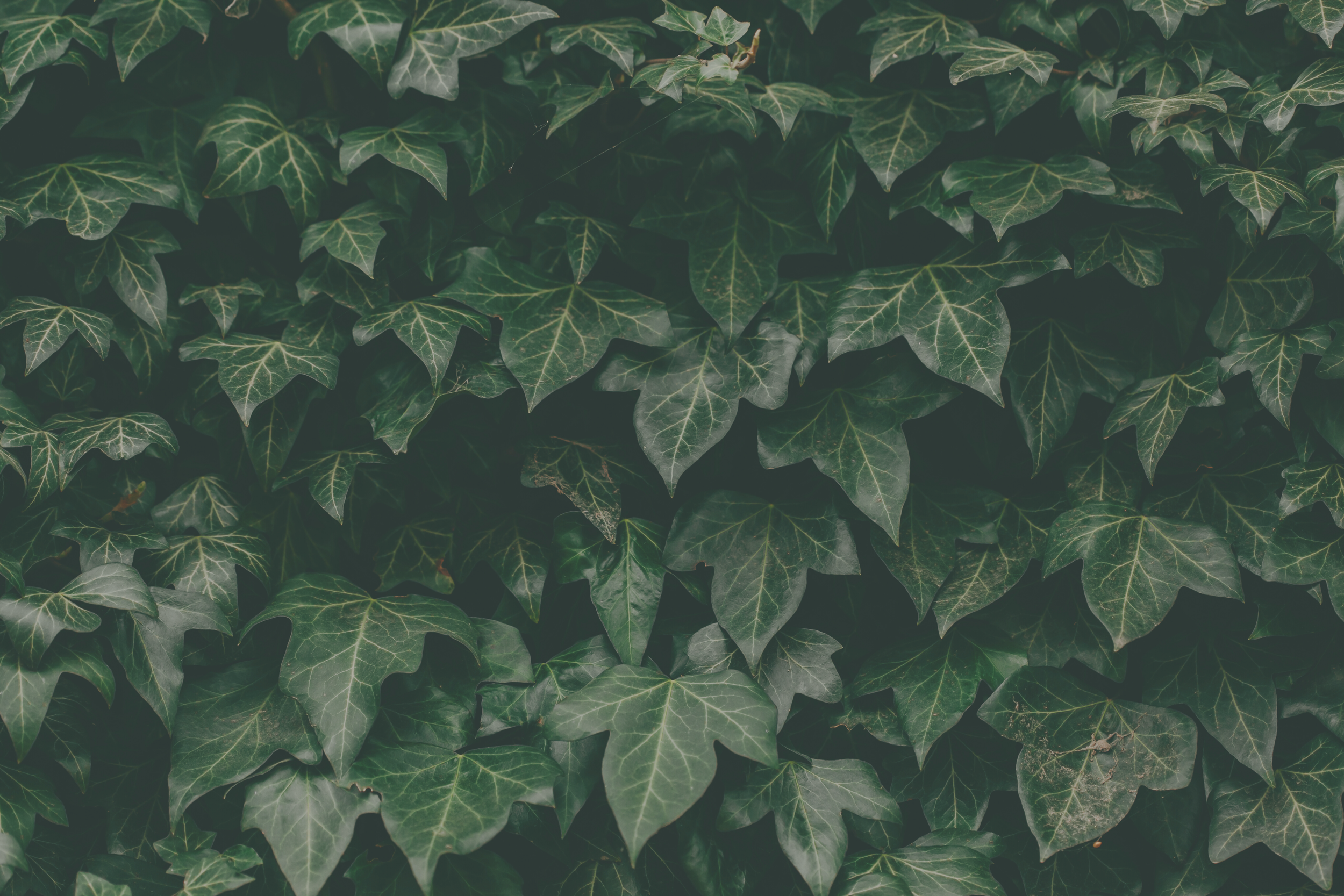 Medication Management — Iron & Ivy