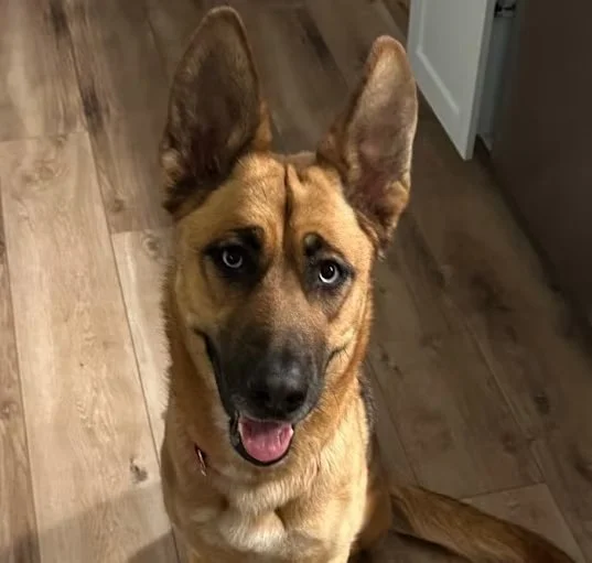 South Charlotte Dog Rescue