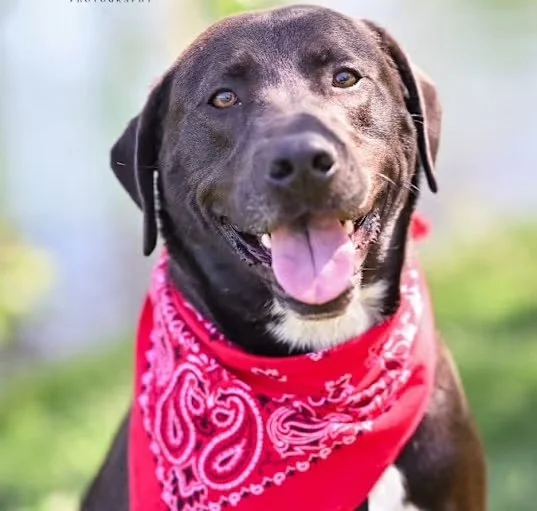 South Charlotte Dog Rescue