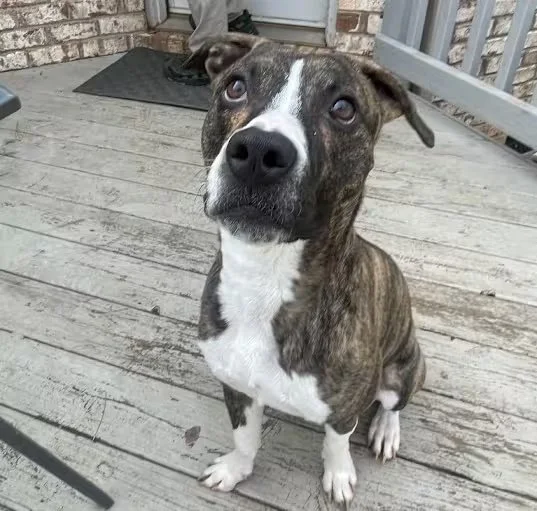 South Charlotte Dog Rescue