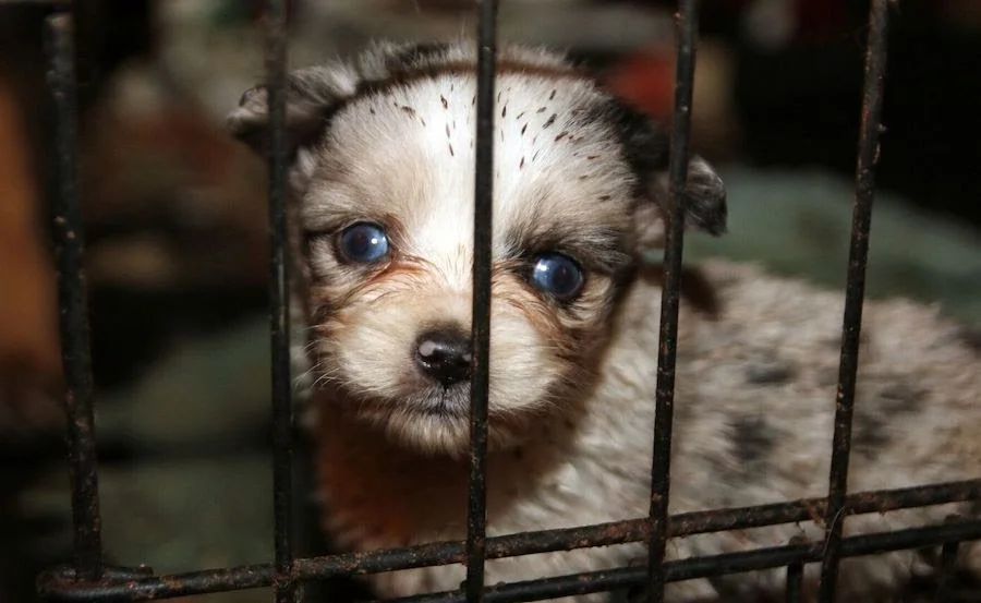 Tell Governor Dewine to Hold ODA Accountable for Abuse of Dogs in Ohio ...