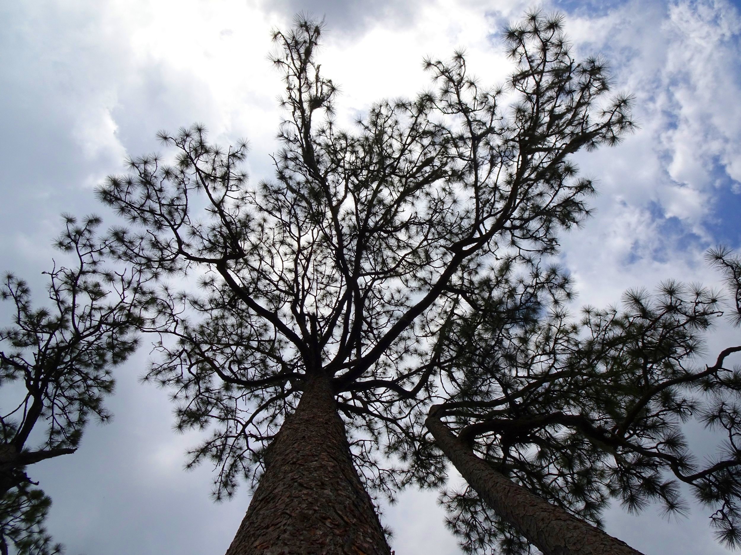 Learn More — Protecting our last, large expanse of old growth forest