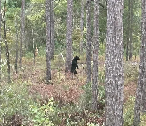 Protecting our last, large expanse of old growth forest